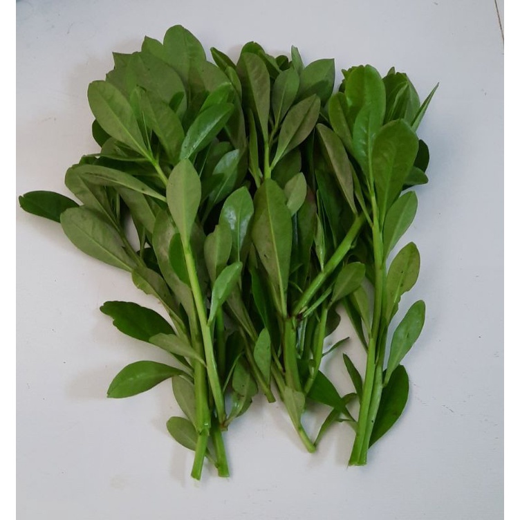 Jual daun ginseng [ sayur ] 250 gram | Shopee Indonesia