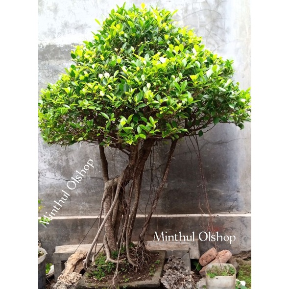 Jual Bonsai kimeng original istimewa real pict tinggal pajang | Shopee ...