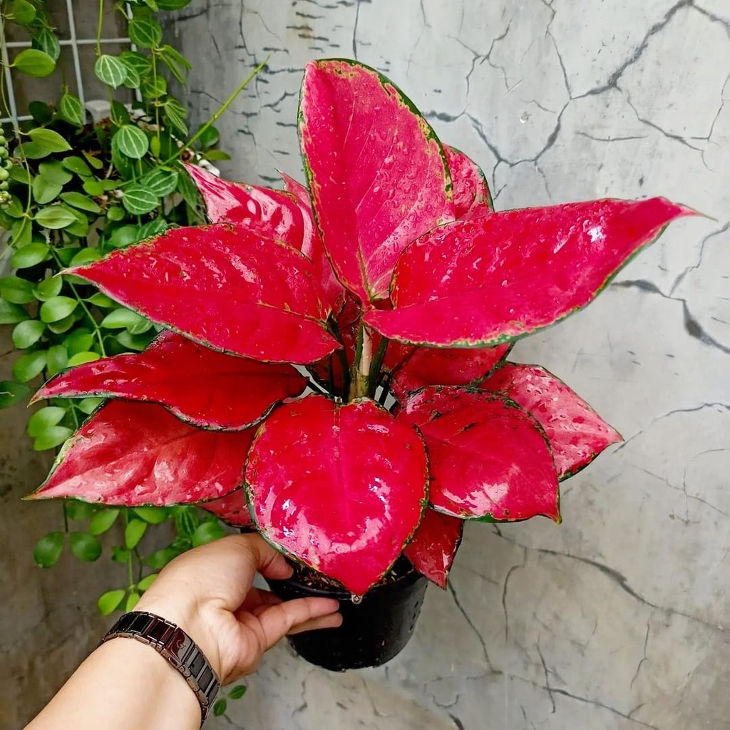 Jual Aglonema Red Anja Tanaman Aglonema Hidup Bunga Aglonema Tanaman ...