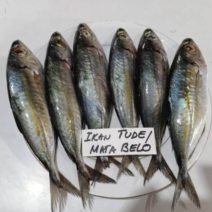 Jual IKAN TUDE / MATA BELO / BENTRONG / OCI / Frozen Fresh / 1 kg | Shopee Indonesia