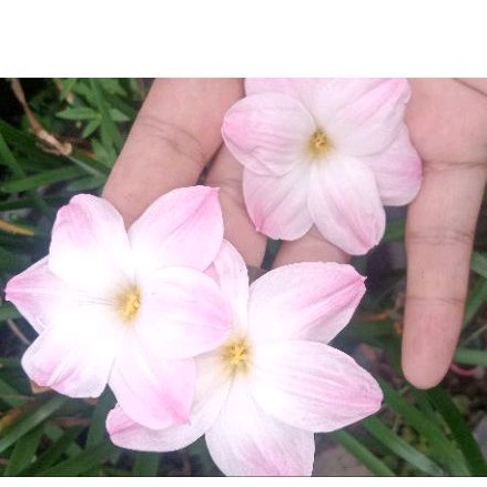 Jual Rain lily Pies | Shopee Indonesia