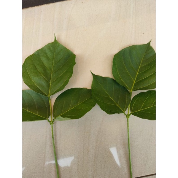 Jual DAUN DADAP SEREP SEGAR//penurun demam | Shopee Indonesia