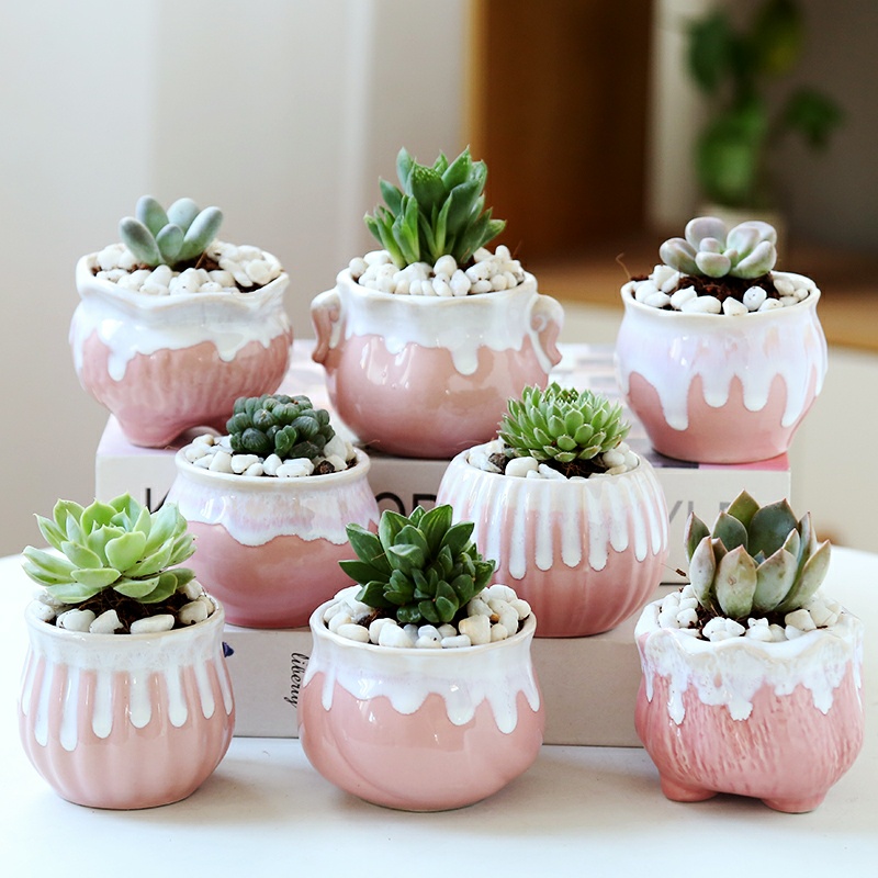 Jual Pot Sukulen Pink Pastel (pilih varian) | Shopee Indonesia