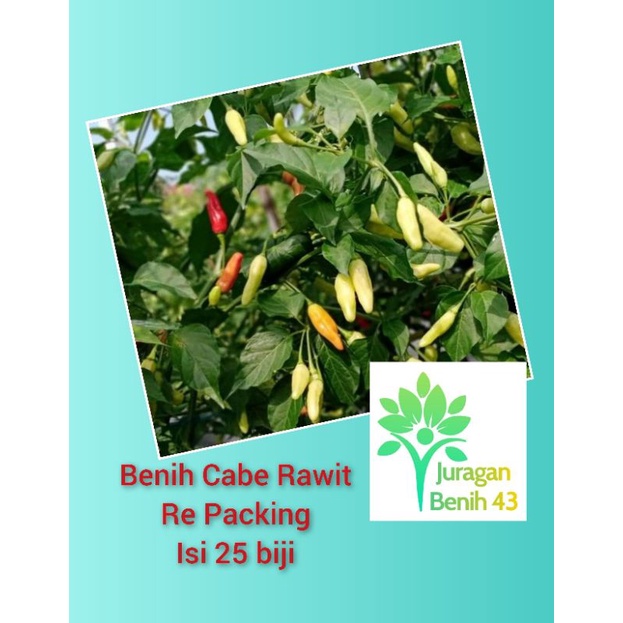 Jual Benih cabe rawit re packing isi 25 biji | Shopee Indonesia
