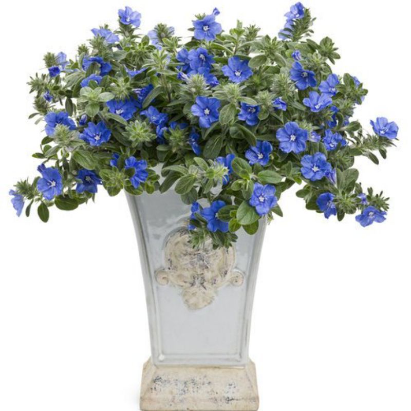 Jual Tanaman Hias Bunga Baby Blue Eyes - Tanaman Nemophila - BUNGA BABY ...