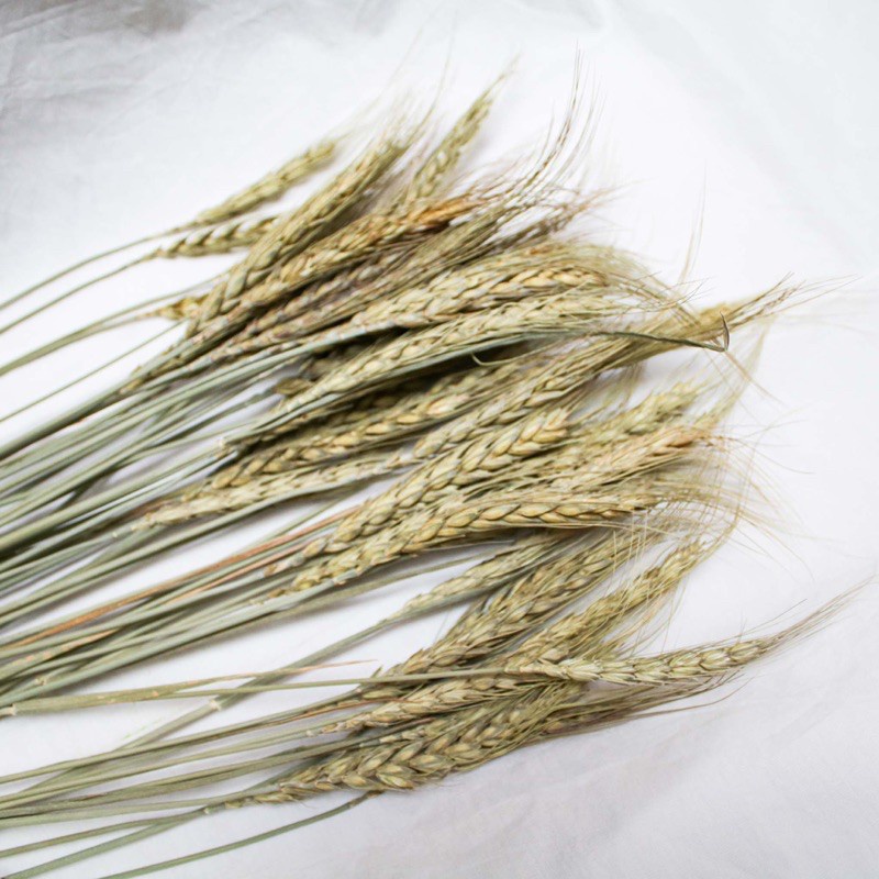 Jual 10 tangkai Gandum import , Natural/gold Dried Wheat-gandum kering ...