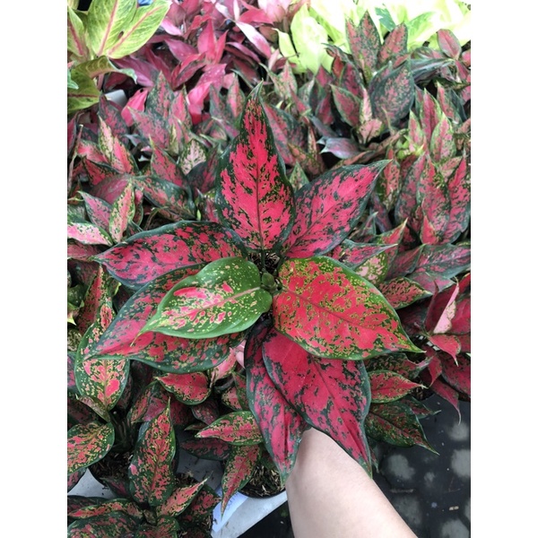 Jual Aglaonema ruby batik | Shopee Indonesia