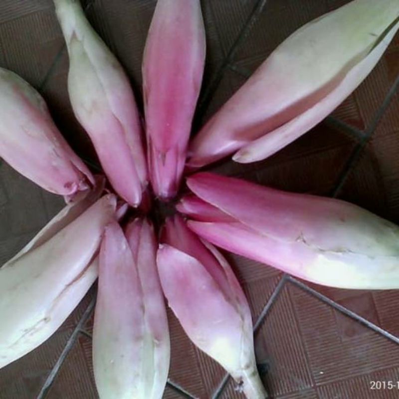 Jual bunga combrang atau honye segar sayur | Shopee Indonesia