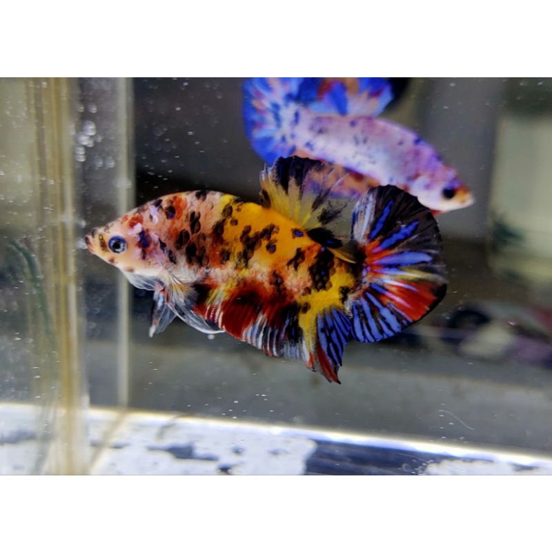 Jual Multicolour Betta | Shopee Indonesia