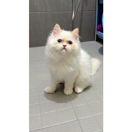 Jual Adopsi 2 Kucing Himalaya red point(Jantan smua) blue eye/mata biru ...