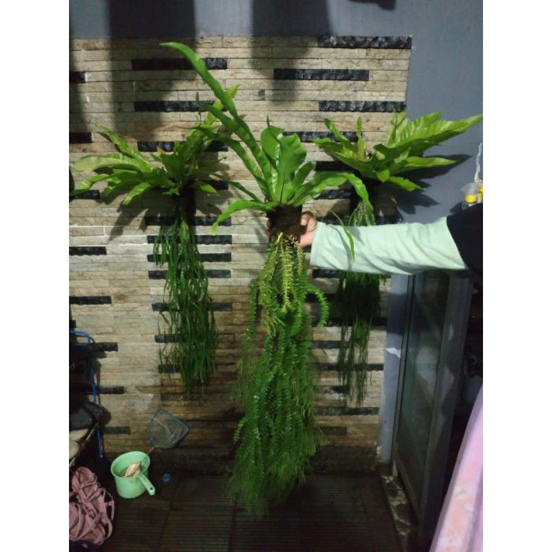 Jual paket tanaman kadaka dan kumpai dijual seperti di gambar | Shopee ...