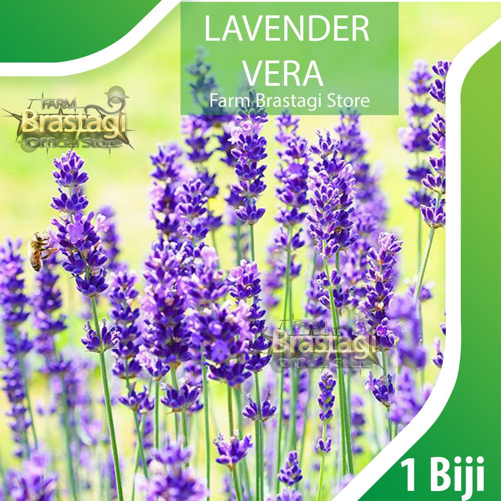 Jual FBTG - Benih Bibit Biji Bunga Lavender Vera - Lavender English ...