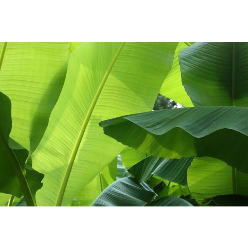 Jual Daun Pisang Segar 1 Kg Shopee Indonesia