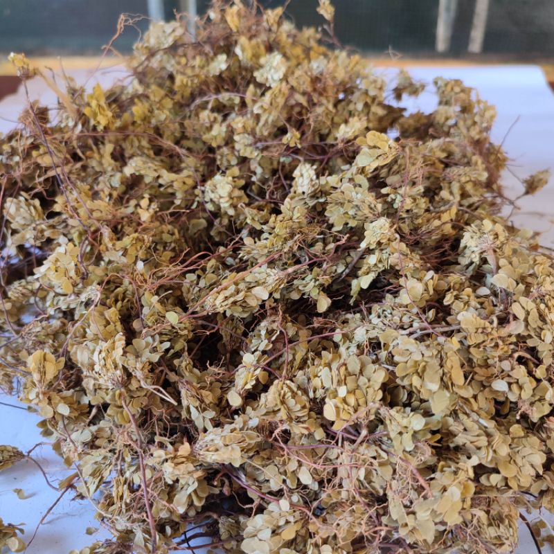 Jual Non COD - Grosir Rumput kebar Asli Papua kemasan 1 kilogram ...