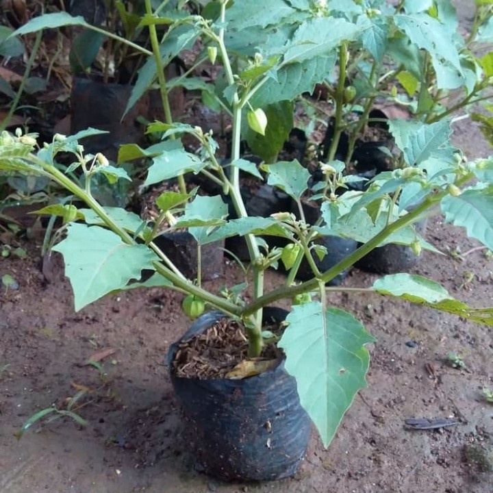 Jual Tanaman Ciplukan tanaman cecendet cecenet | Shopee Indonesia