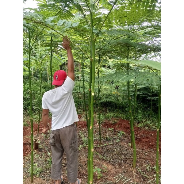 Jual Tanaman Hias pohon prahiyba Solobium pakis 2 meter | Shopee Indonesia