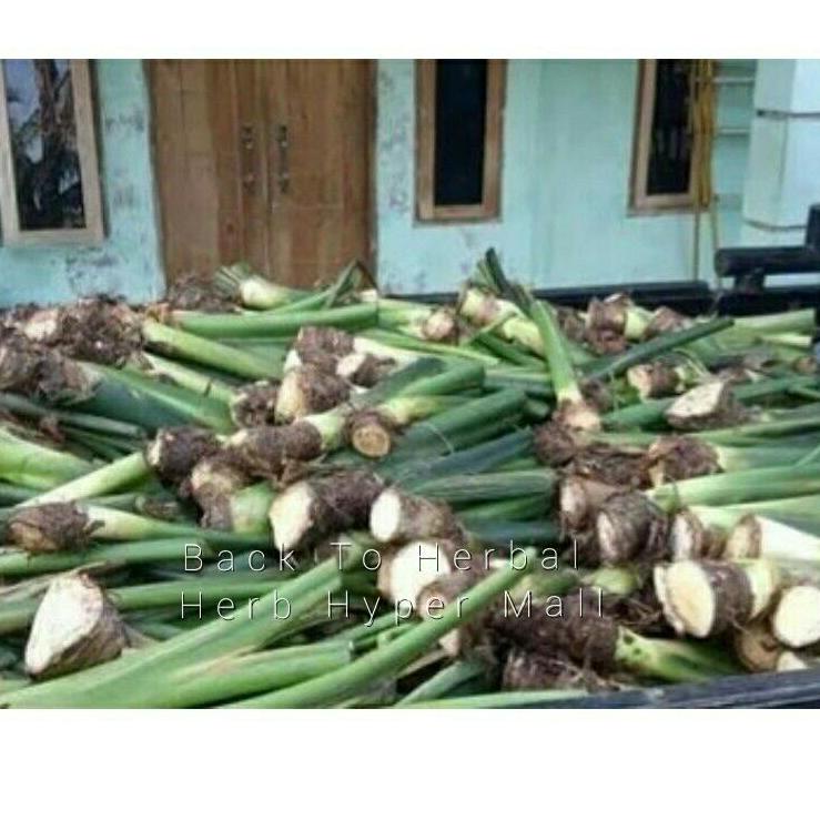 Jual Memang Keren--BIBIT INDUKAN MAHKOTA TALAS BENENG JUMBO 6 BATANG ...