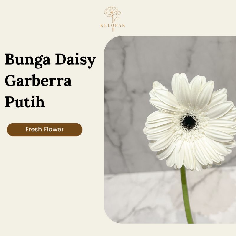 Jual Bunga Garbera Putih/Daisy Putih/Garbera Putih/Bunga daisy | Shopee ...