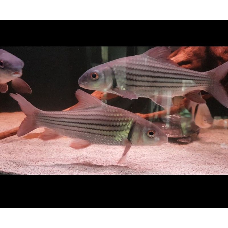 Jual Ikan Juleni Barb | Shopee Indonesia