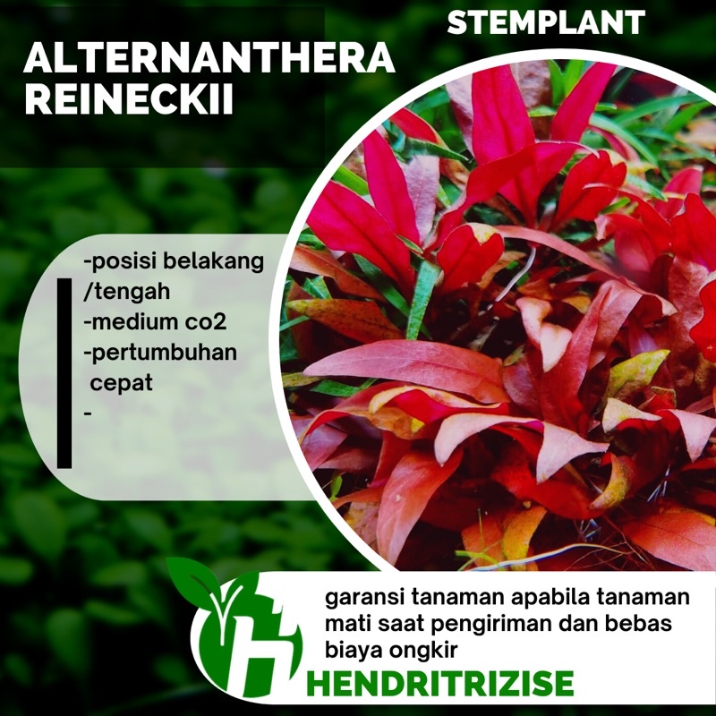 Jual Alternanthera Reineckii - Tanamam Aquascape | Shopee Indonesia