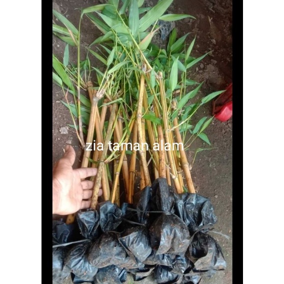 Jual pohon bambu kuning ampel bambu kuning asli | Shopee Indonesia