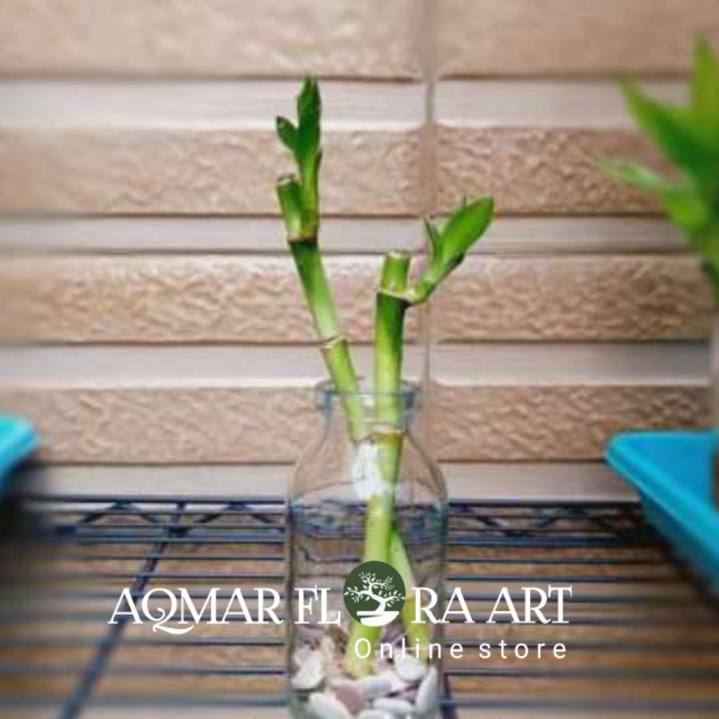 Jual TANAMAN BAMBU HOKI | SRI REJEKI MURAH HARGA SATUAN / PERBATANG ...