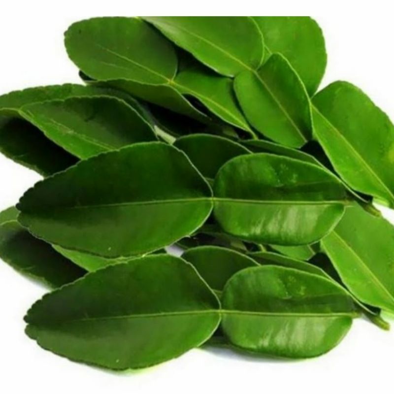 Jual Daun jeruk purut 1 bungkus | Shopee Indonesia
