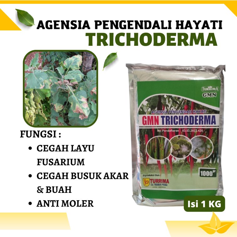 Jual Agensia Hayati Cegah Layu Fusarium, Pupuk Trichoderma Tricoderma Padat Siap Pakai, Pupuk ...