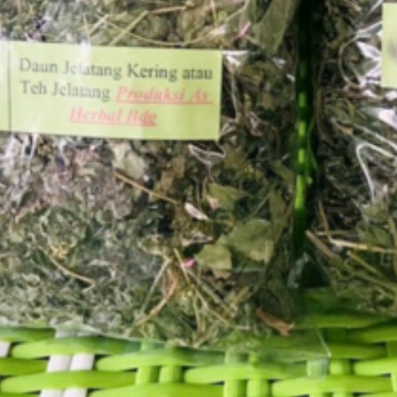 Jual Daun jelatang daun gatal daun pulus kering | Shopee Indonesia