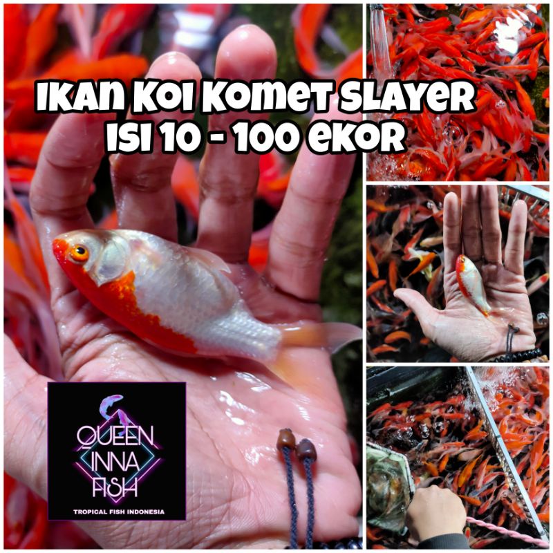 Jual paket Ikan Koi Komet Slayer / Ikan hias kolam | Shopee Indonesia