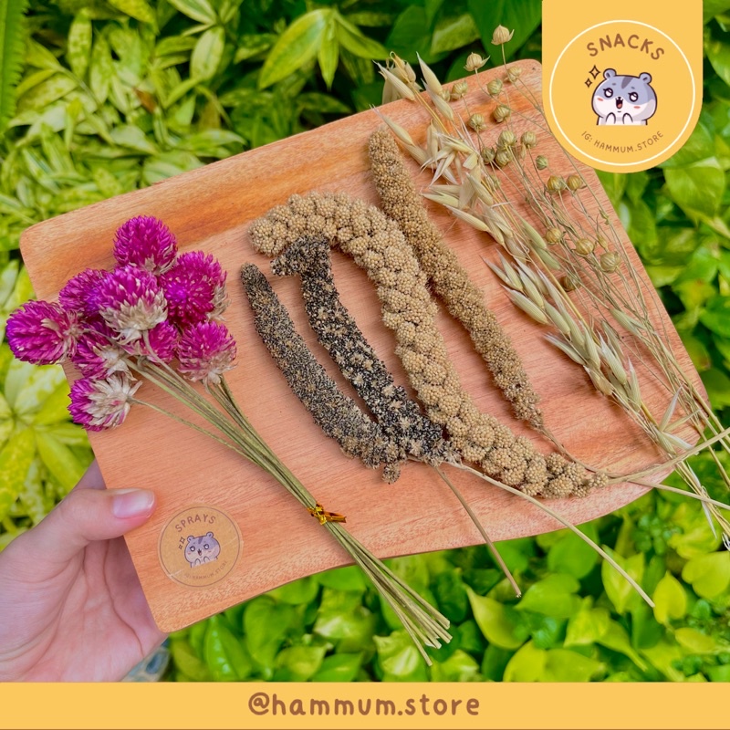 Jual Hamster Spray Set | Sprays Hamster | Flax Spray | Millet Spray ...