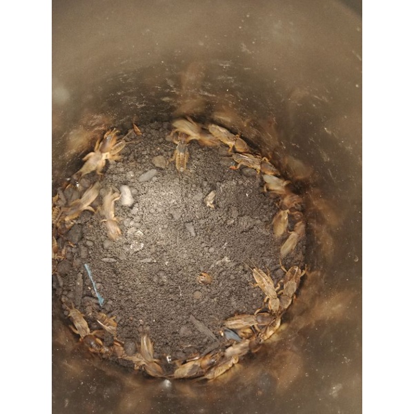 Jual orong2/ga'ang | Shopee Indonesia