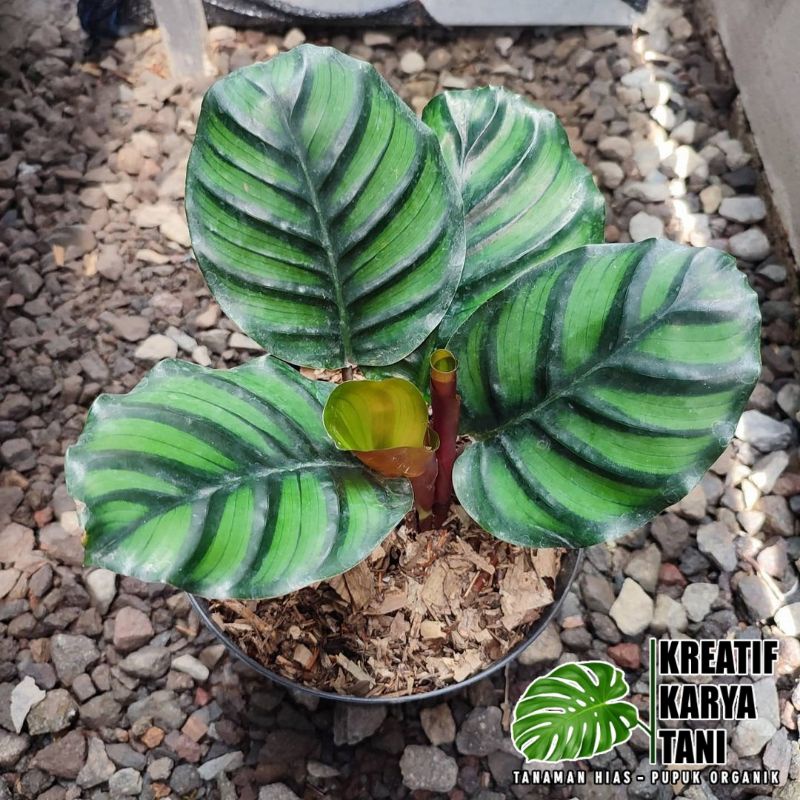 Jual Macam macam tanaman hias calathea - Calatea - Kalatea | Shopee ...
