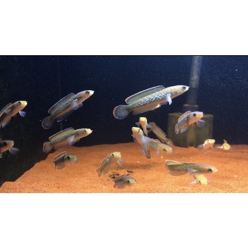 Jual Channa Stewarti Premium(Full Dote Rim Tebal) | Shopee Indonesia