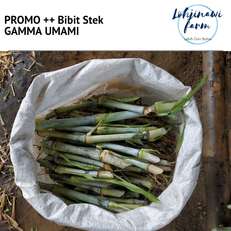 Jual Bibit Stek RUMPUT GAMA UMAMI Jenis Rumput Gajah Banyak Diminati ...