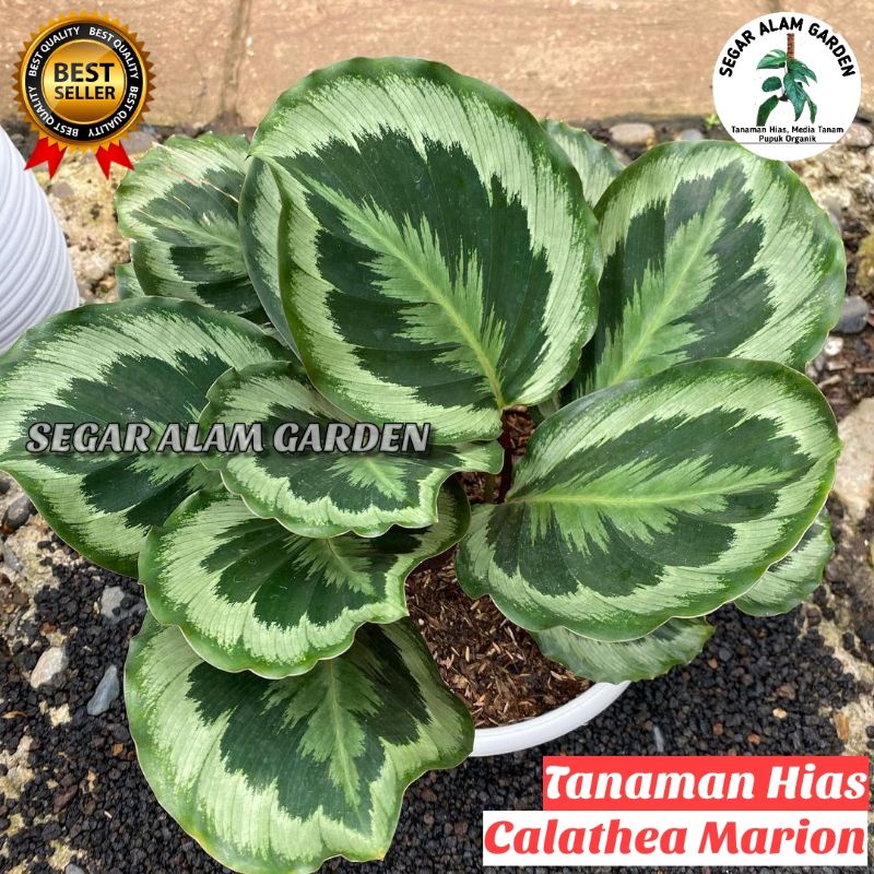 Jual Tanaman Hias Calathea Marion ASLI - Calathea Marion ORIGINAL ...