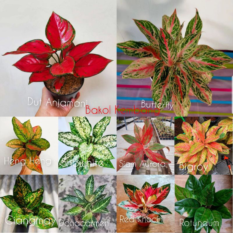 Jual Paket Aglonema 10 Jenis daun rimbun | Shopee Indonesia