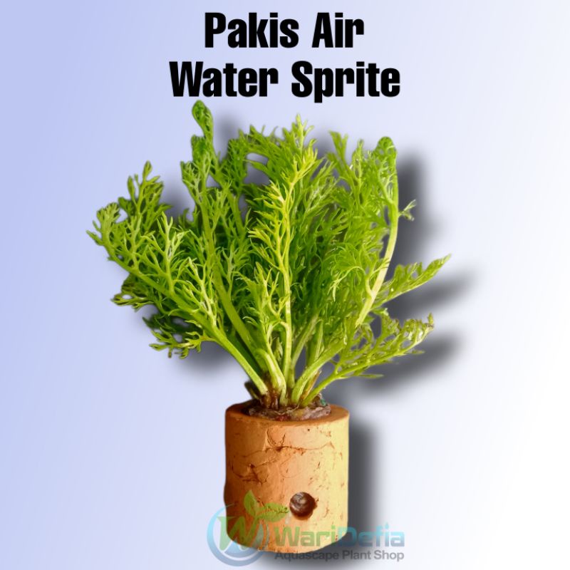 Jual Pakis Air Water Sprite Tanaman Aquascape Media Pot | Shopee Indonesia