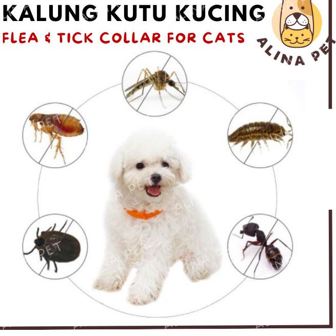 Jual Kalung Anti Kutu Kucing/ Kalung Kucing/ Pest Control Collar for ...