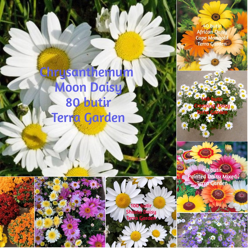Jual Biji Benih Bunga Chrysanthemum Moon Daisy Krisan Seruni Serunai 80 ...
