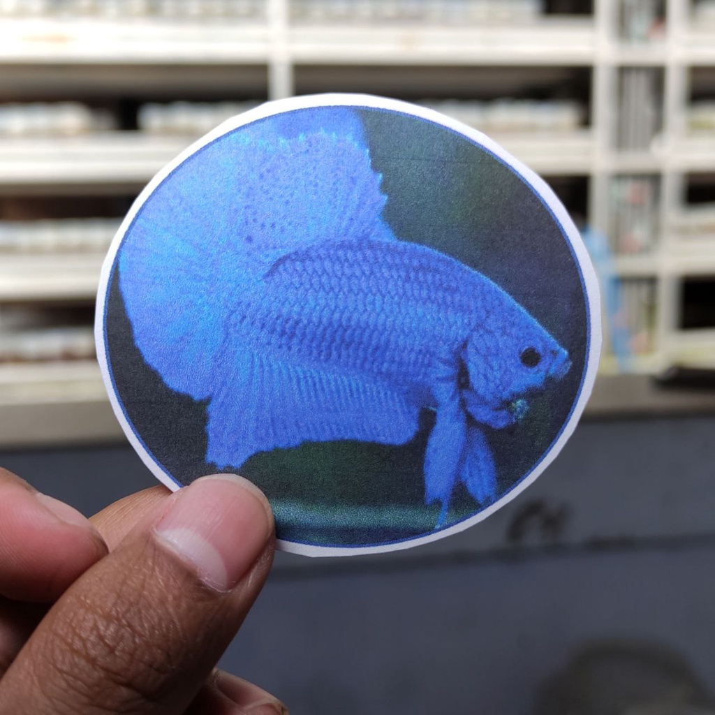 Jual STIKER DAN POSTER PELAKAT ROYAL BLUE 3K | Shopee Indonesia