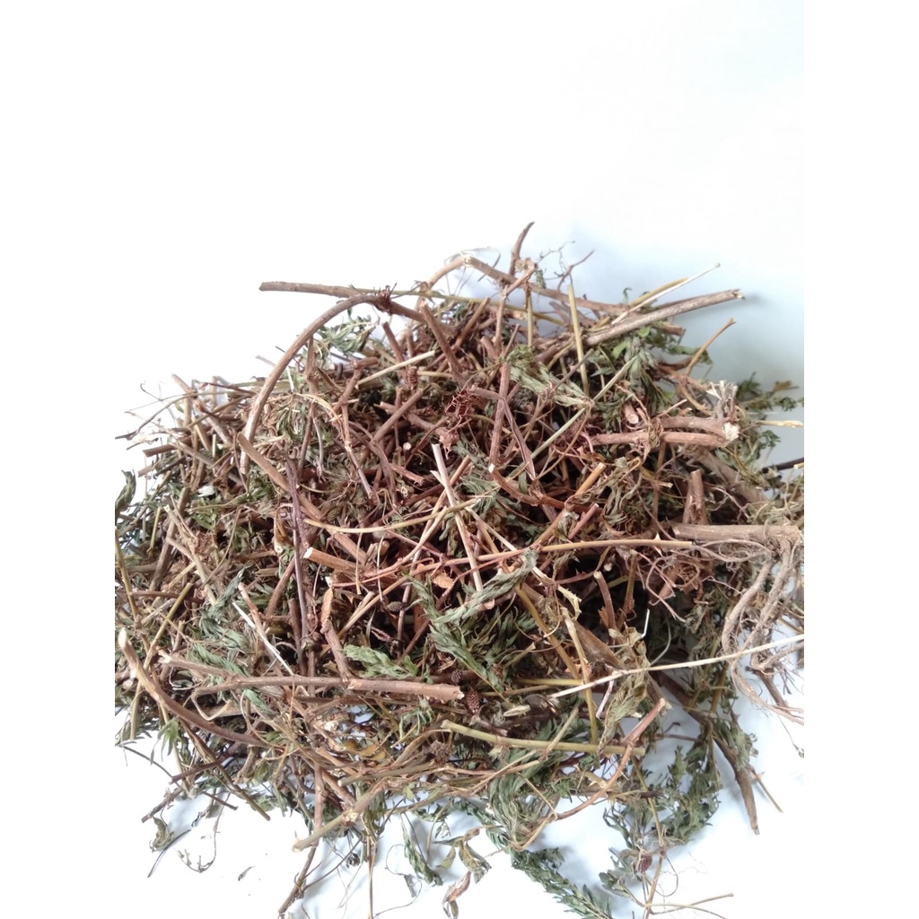 Jual Daun Putri Malu / Mate Loi / Mimosa 250gr | Shopee Indonesia