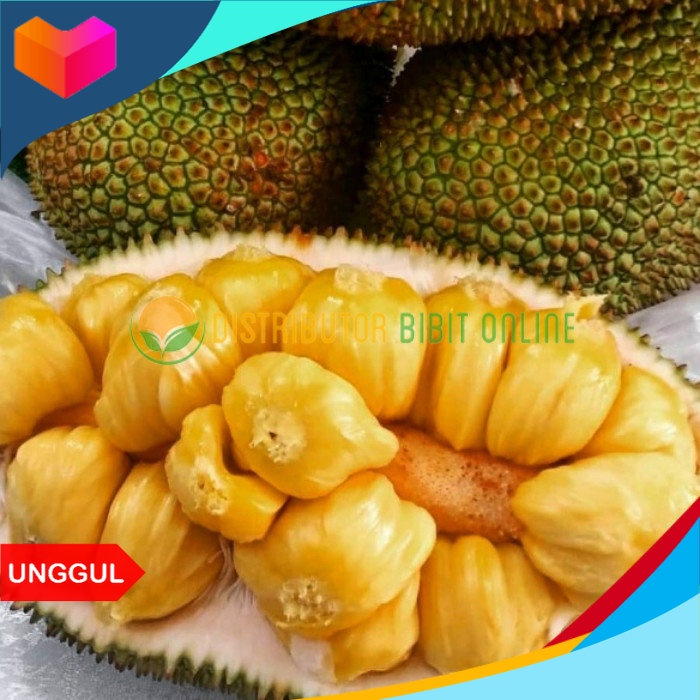 Jual Readyy Bibit Buah Cempedak Durian | Shopee Indonesia