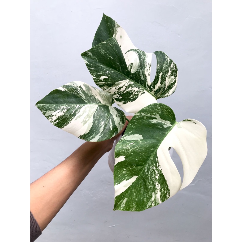 Jual Monstera Varigata Marble | Shopee Indonesia