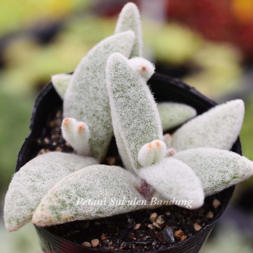 Jual Sukulen Kaktus BEBAS pilih GRATIS POT sekulen mini tanaman hias ...