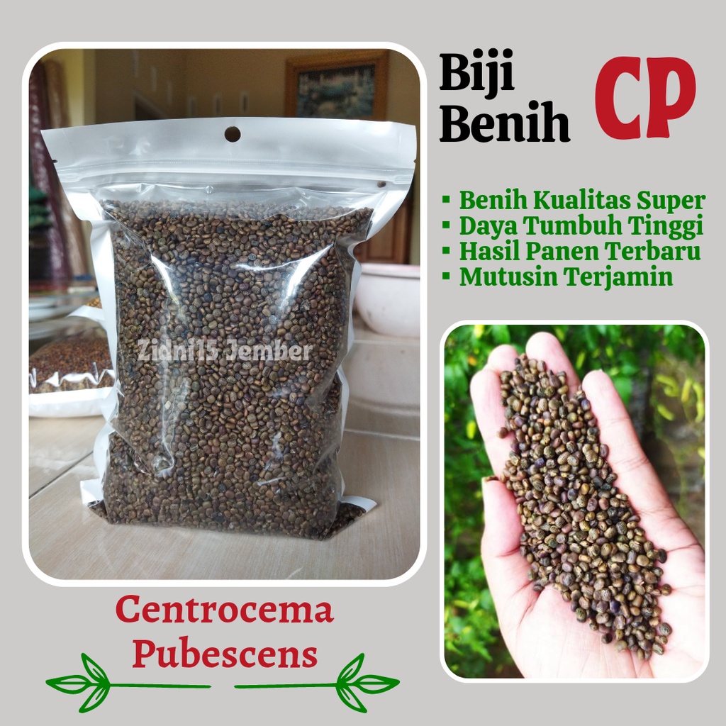 Jual 1kg benih biji kacang CP (Centrosema Pubescens) sentro /Cover ...