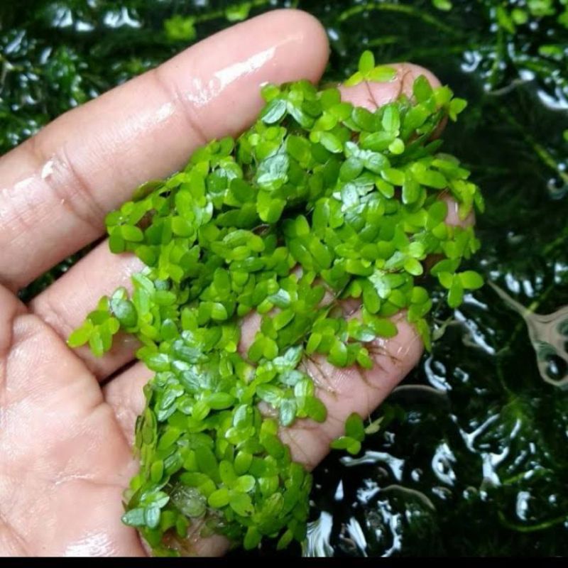 Jual Bibit Mata Lele Lemna Minor pakan ikan dan unggas 500gram | Shopee ...
