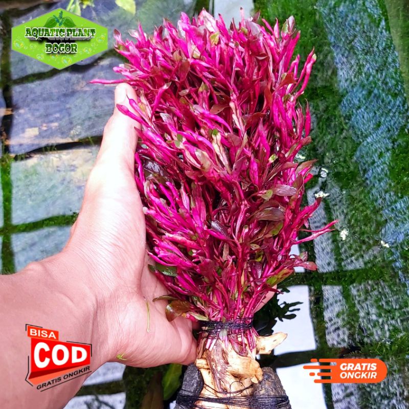 Jual bonsai aquascape scoparia tree color T20 pink | Shopee Indonesia