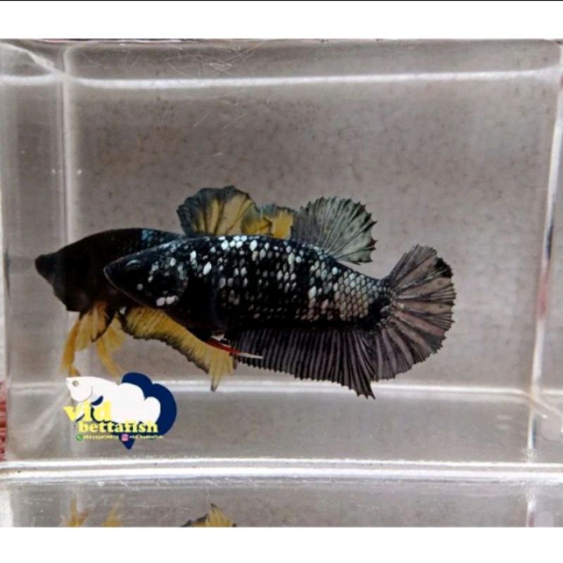 Jual PLAKAT AVATAR COOPER GOLD AVCG | Shopee Indonesia