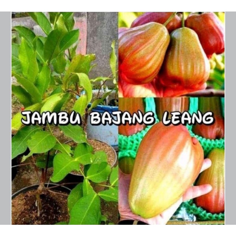 Jual bibit jambu air bajang leang | Shopee Indonesia